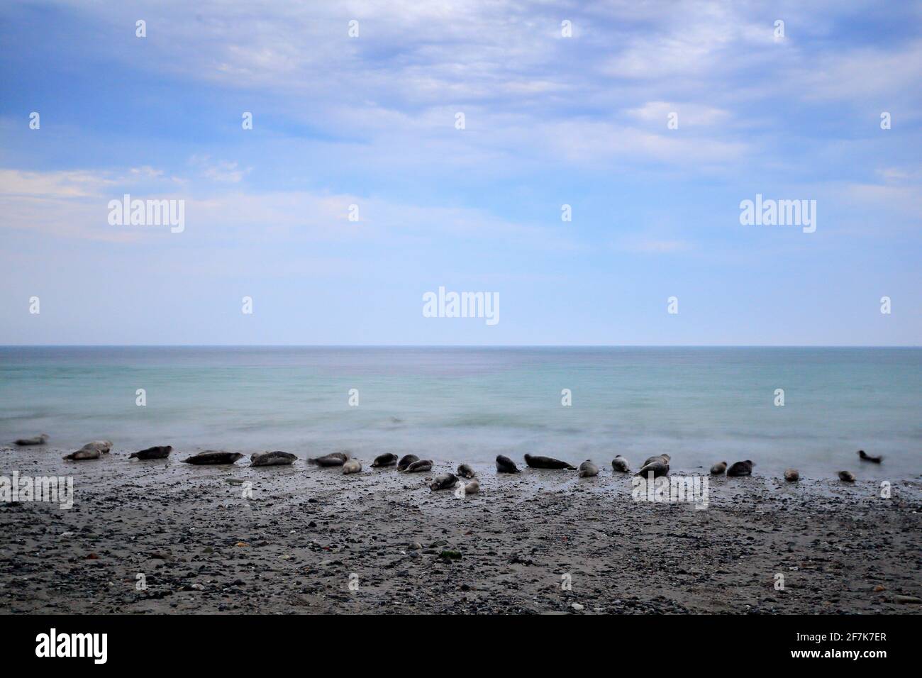 Harbor seal colony resting on hi-res stock photography and images - Alamy
