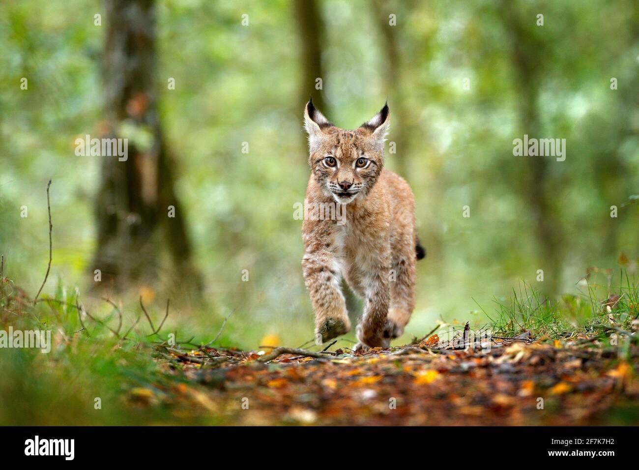 Young Lynx in green forest. Wildlife scene from nature. Walking ...