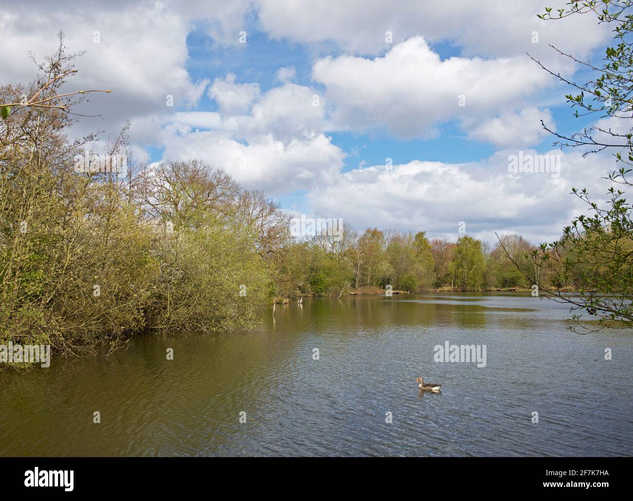 Eastrington Ponds, a local nature reserve, East Yorkshire, England UK ...