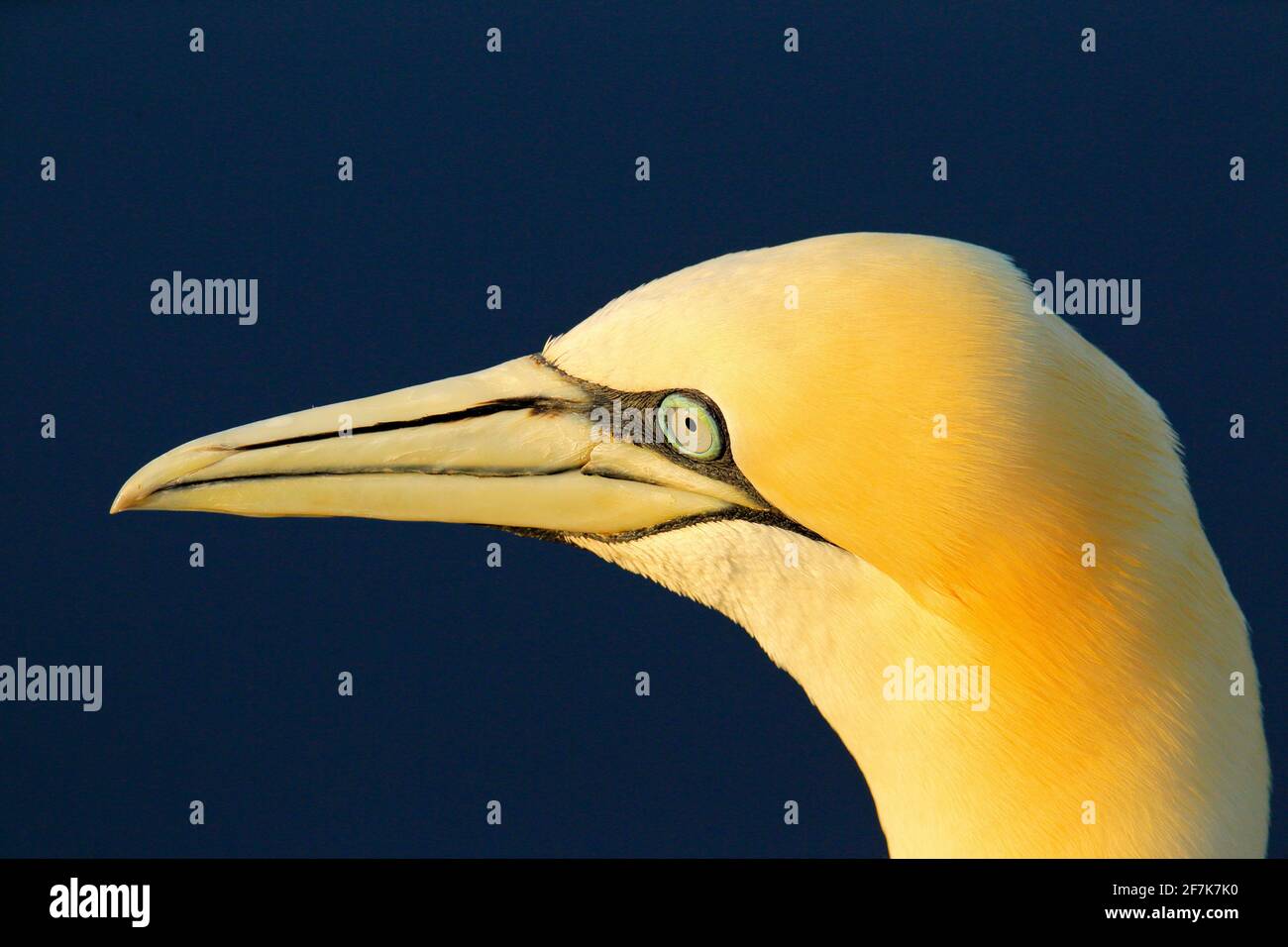 Northern gannet, detail head portrait of sea bird sitting on the nest ...