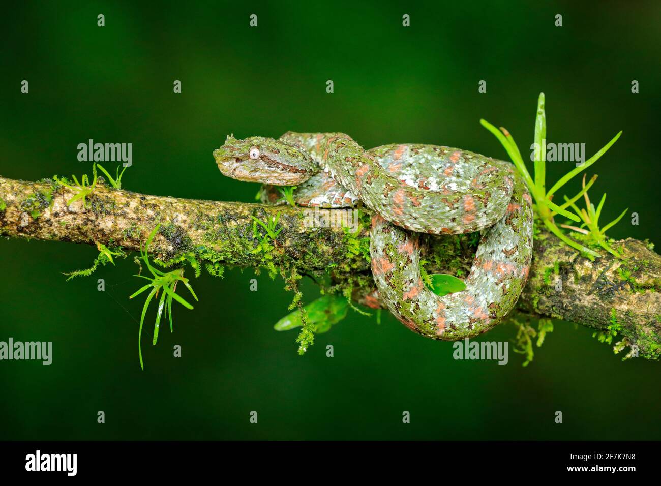 Green Eyelash Pit Viper