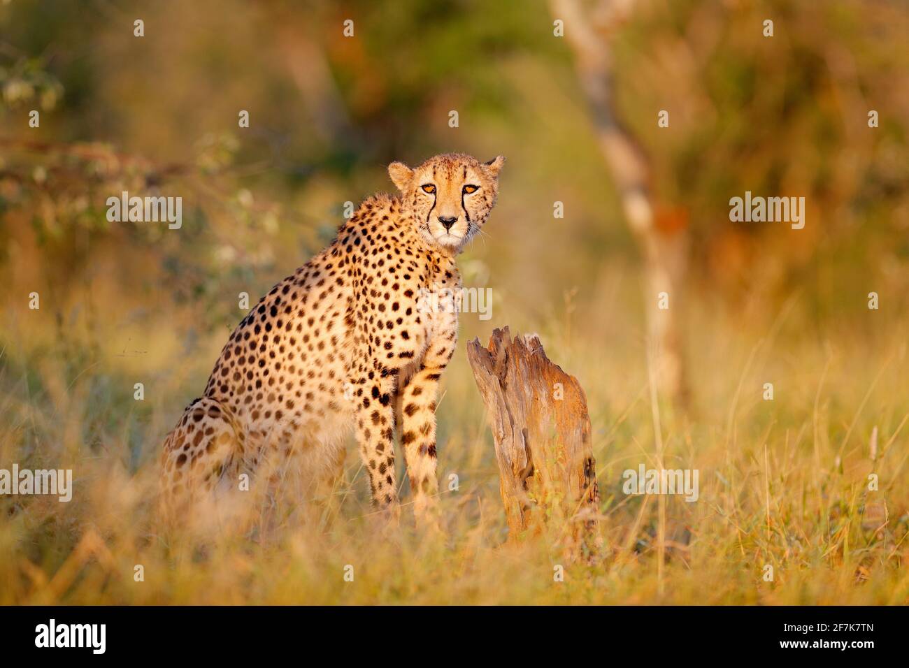 Cheetah, Acinonyx jubatus, beautiful wild cat. Fastest mammal on the ...