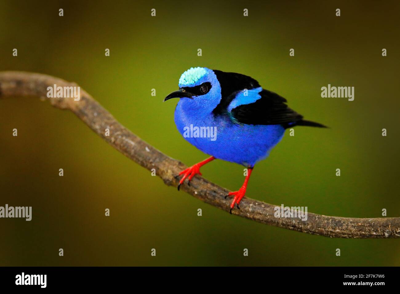 Red-legged Honeycreeper, Cyanerpes cyaneus, exotic tropical blue bird ...