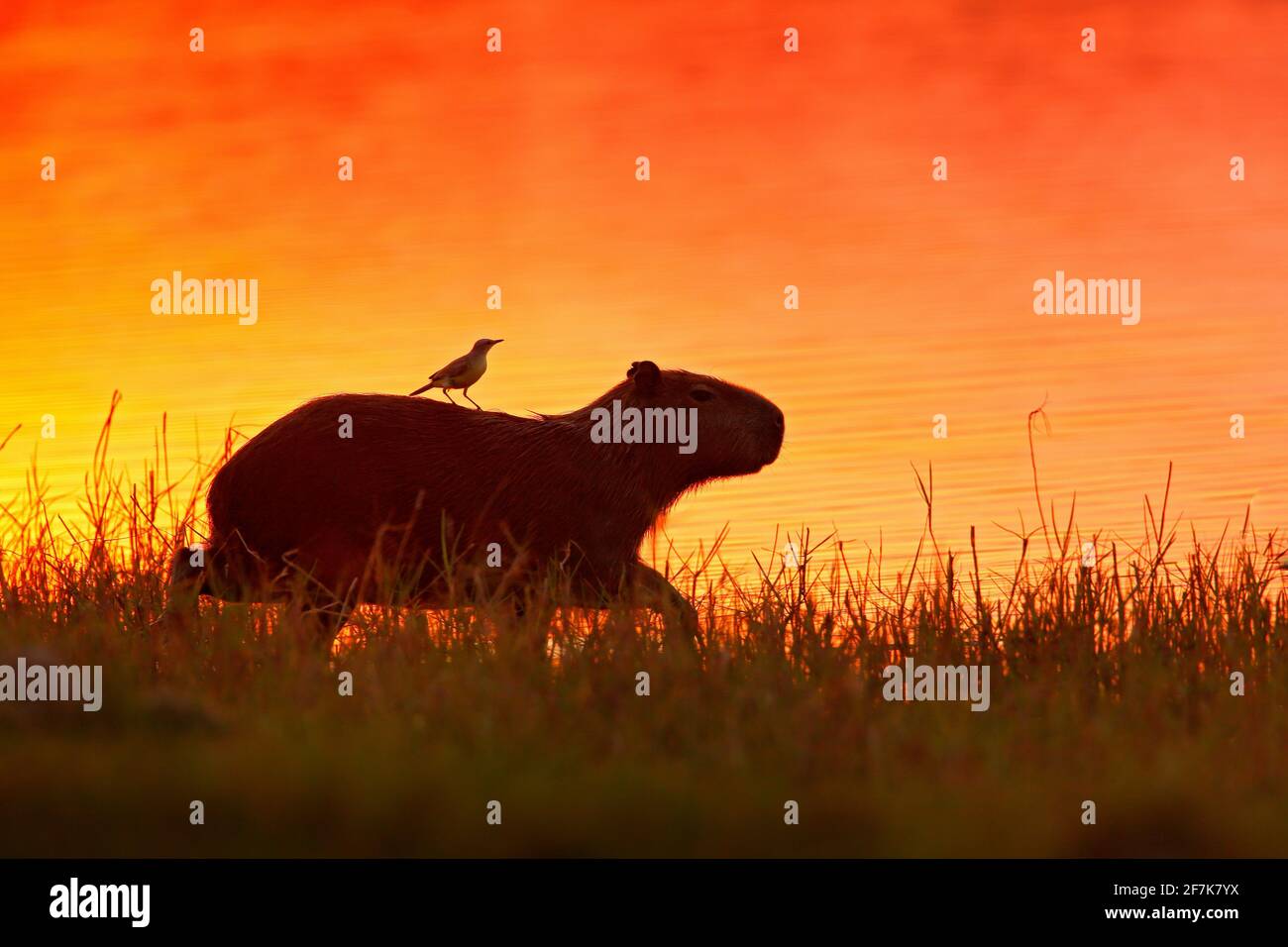 Capybara bird hi-res stock photography and images - Alamy