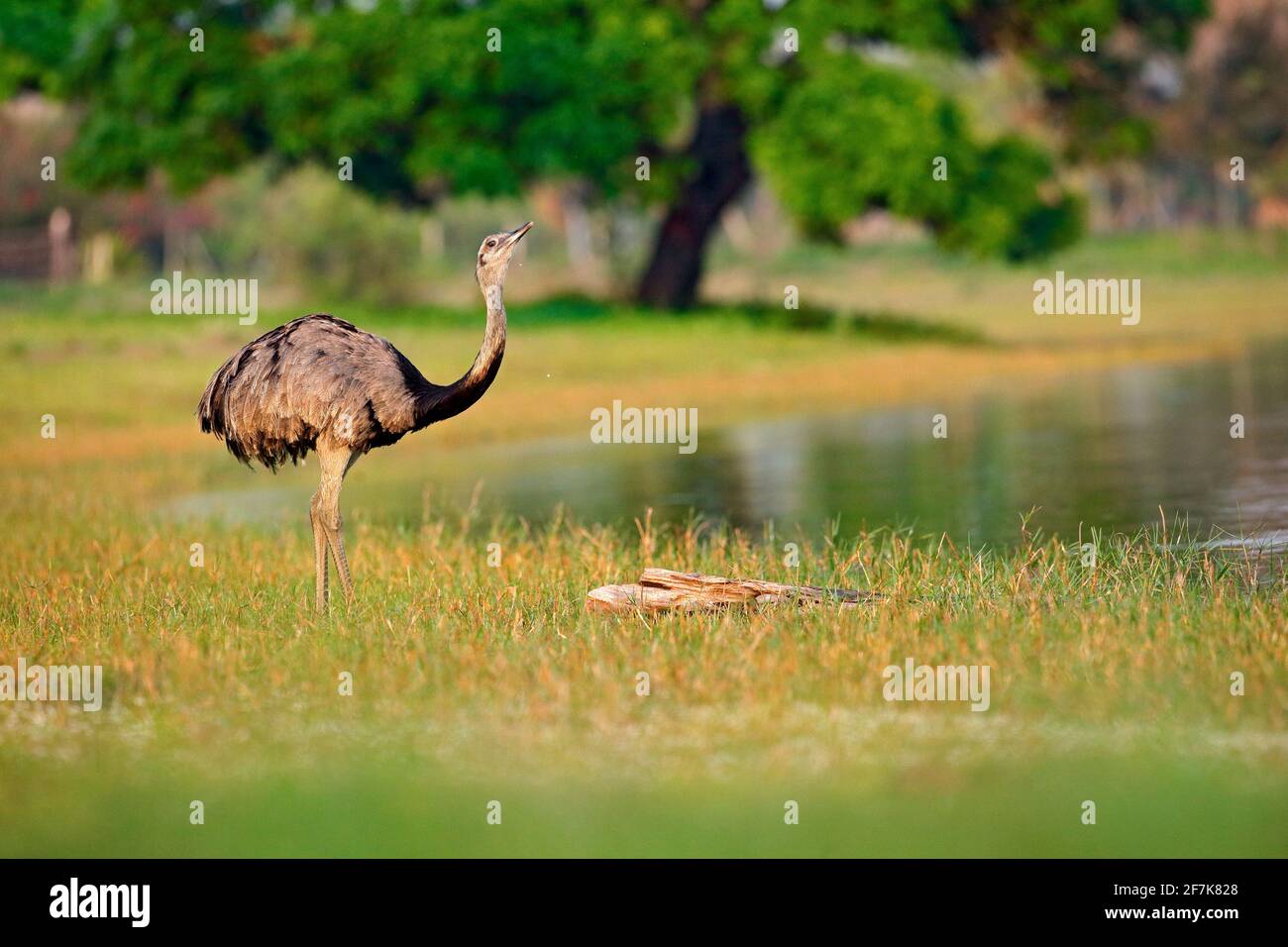 Greater Rhea, Rhea americana, big bird with fluffy feathers, animal in ...