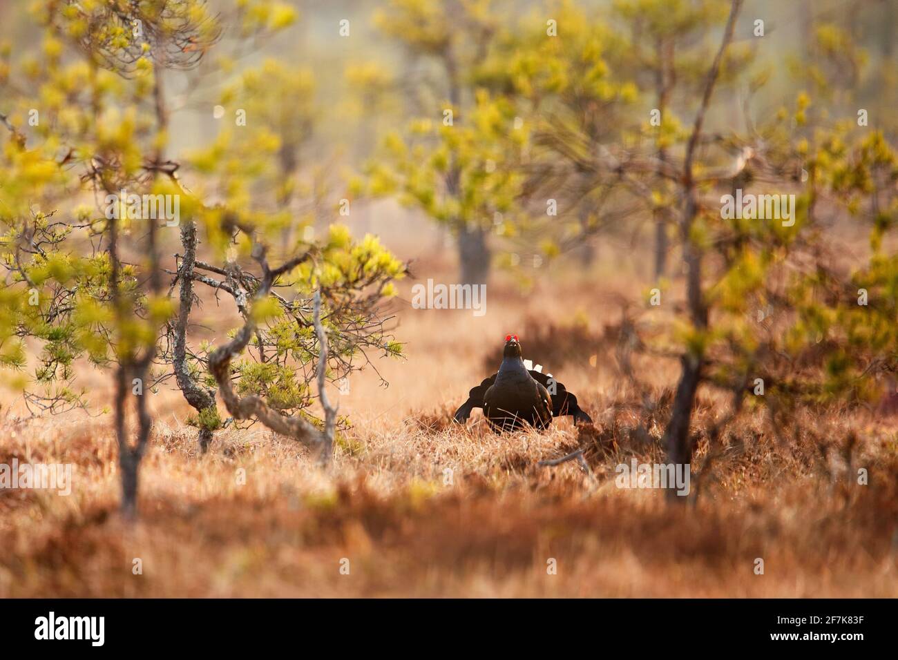 Black grouse on the bog meadow. Lekking nice bird Grouse, Tetrao tetrix ...