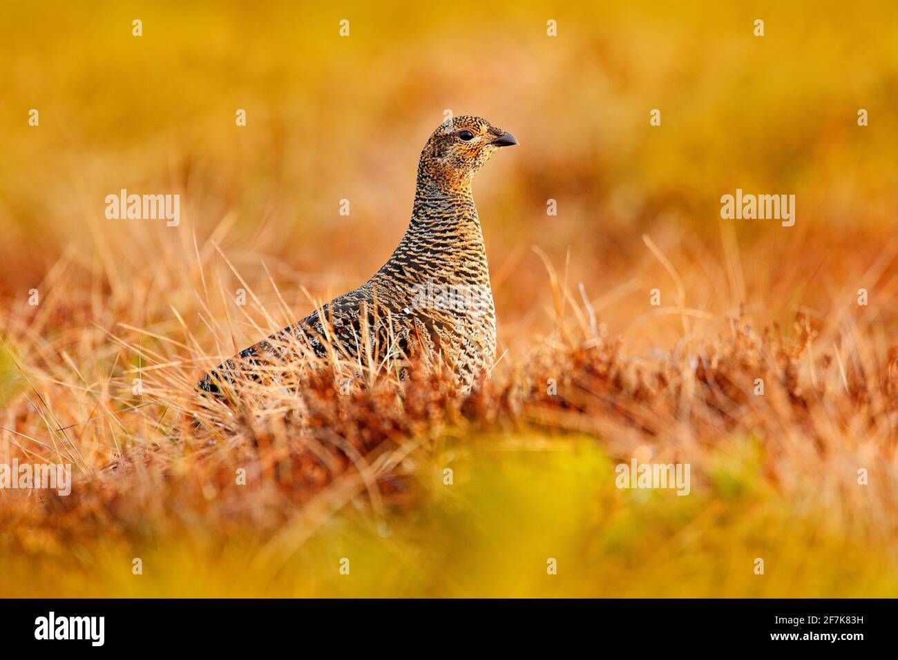 Female of Black grouse on the bog meadow. Tetrao tetrix, in marshland ...