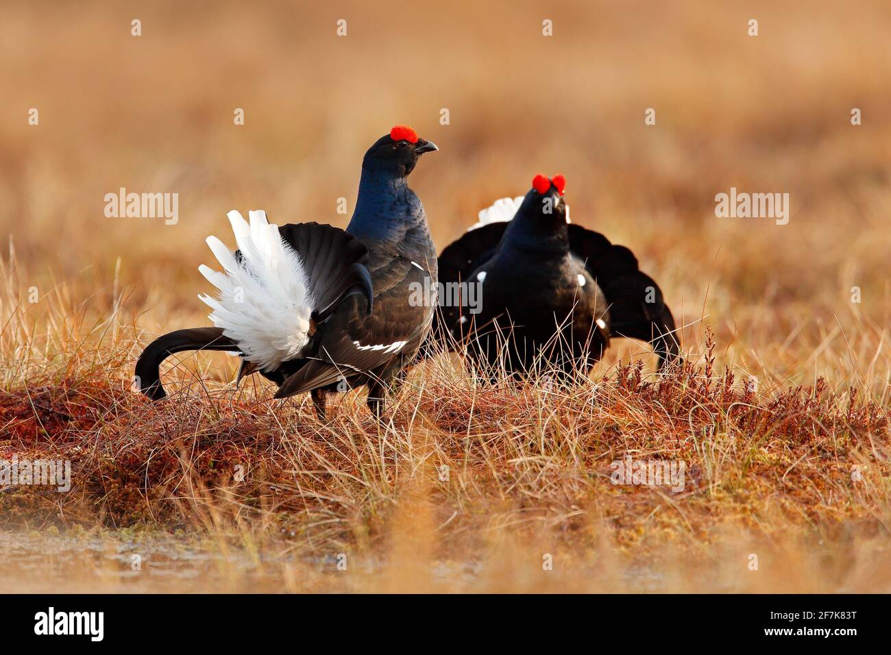 Black grouse on the bog meadow. Lekking nice bird Grouse, Tetrao tetrix ...