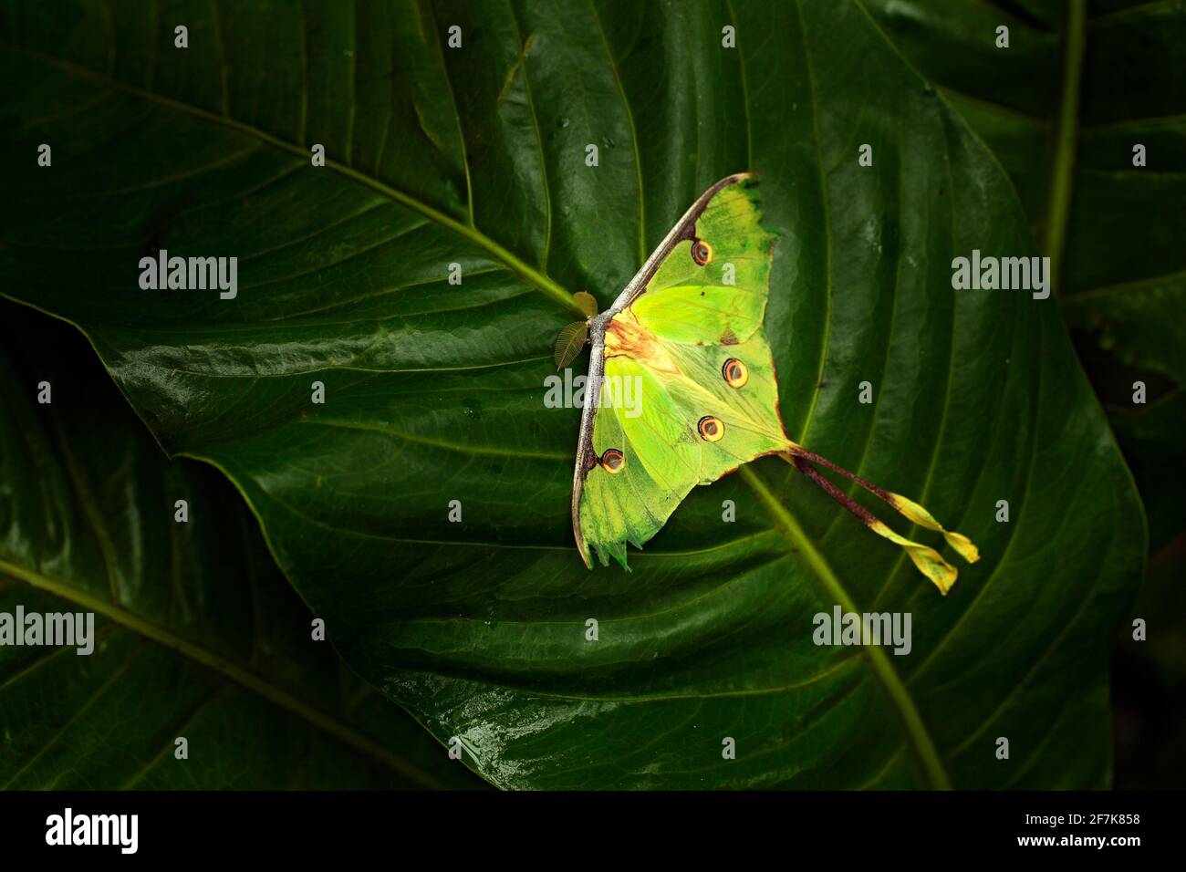 Luna butterfly hi-res stock photography and images - Alamy