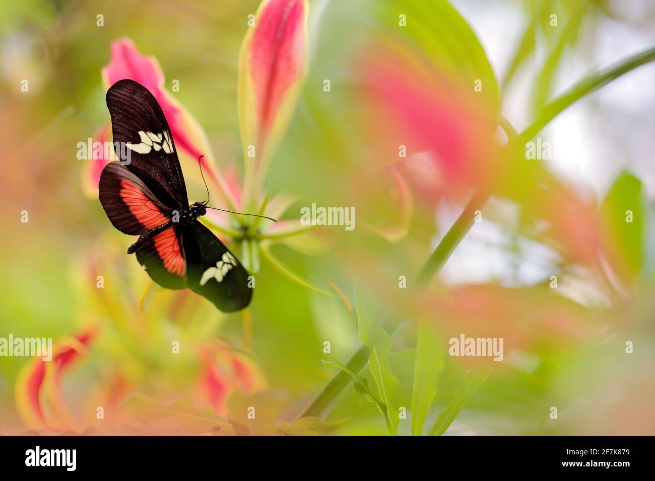 Butterfly Montane Longwing, Heliconius clysonymus, in nature habitat. Nice insect from Panama in ...