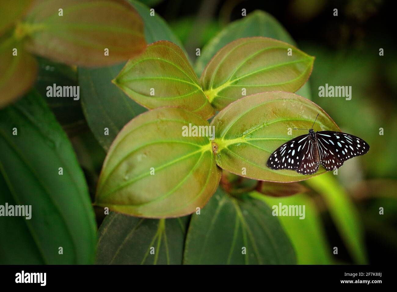 Tirumala hamata, blue tiger butterfly from Australia. Nice insect in ...