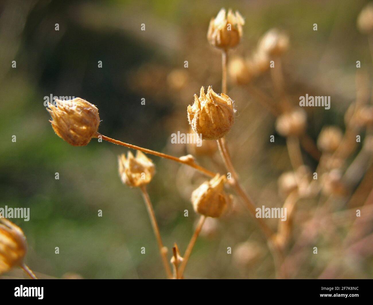 Dry plant buds in the wild, background dry stems Stock Photo - Alamy
