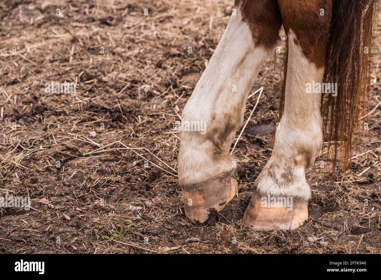 Hooves to freedom hi-res stock photography and images - Alamy