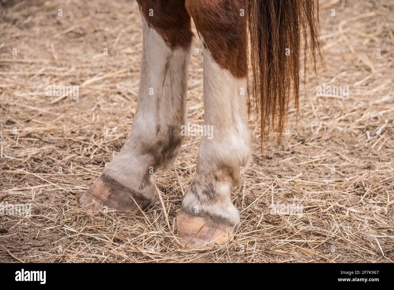 Close up of cattle hoof hi-res stock photography and images - Alamy