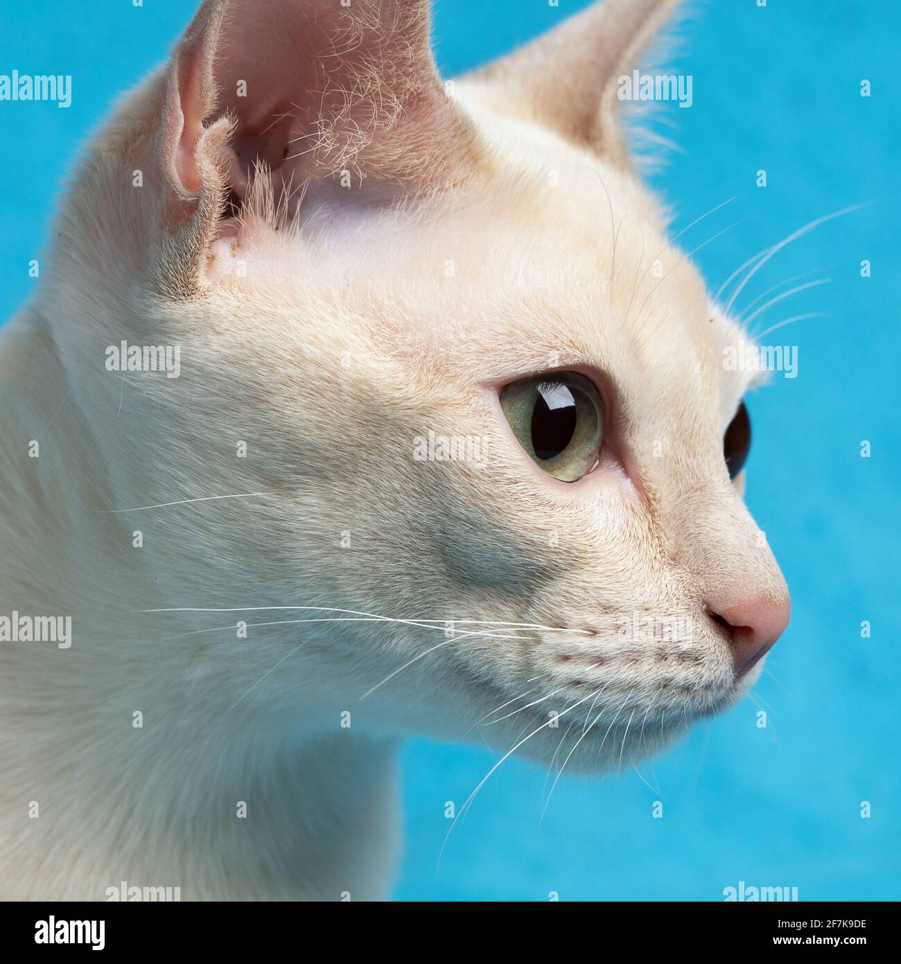 Young purebred tonkinese cat's head of a fawn mink color on the blue ...