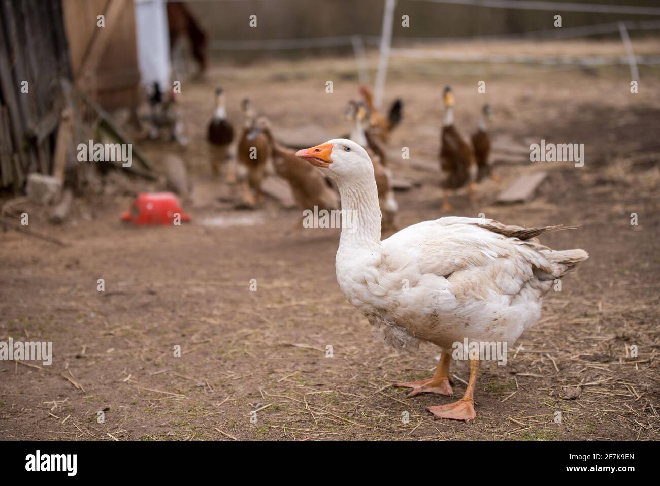 old white goose portait on nature outdoor Stock Photo - Alamy