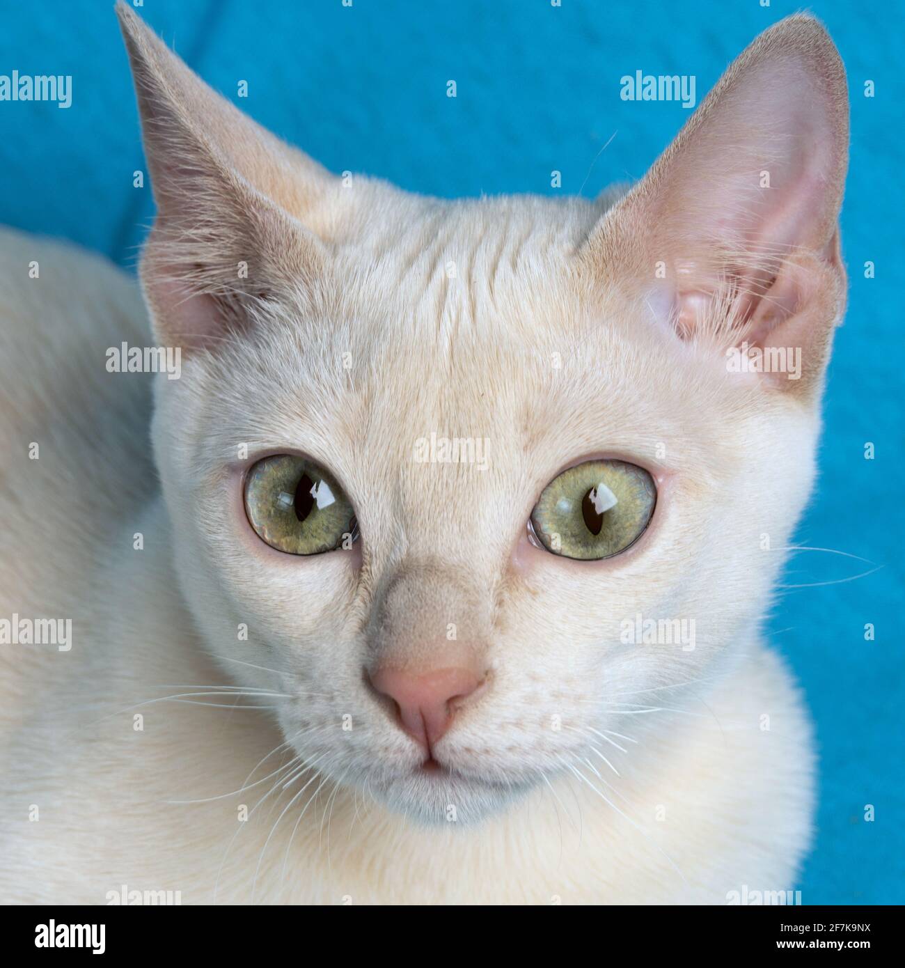 Portrait of a young purebred tonkinese cat of a fawn mink color on the ...