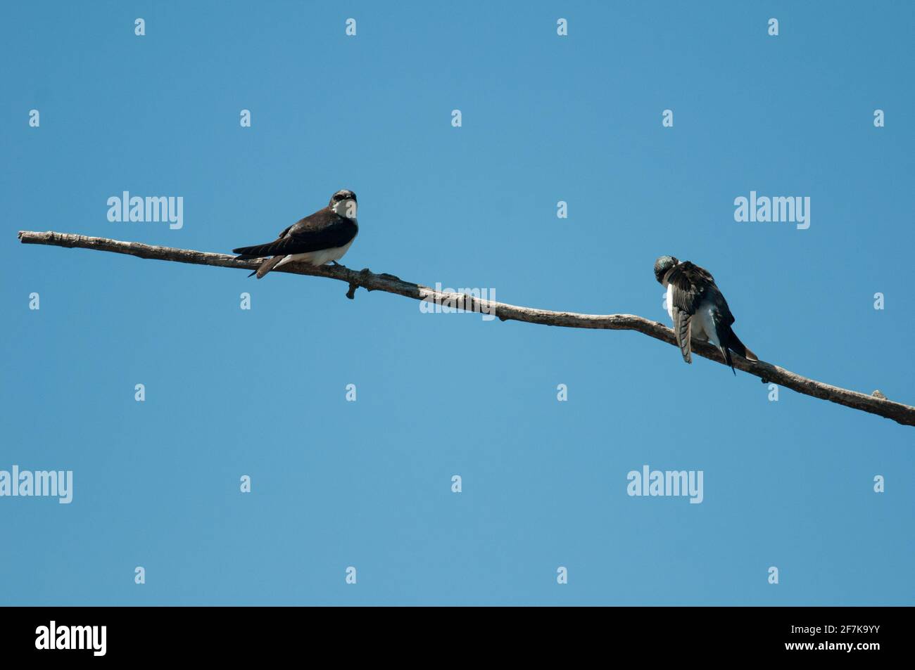 Tree Swallow Pair Stock Photo - Alamy