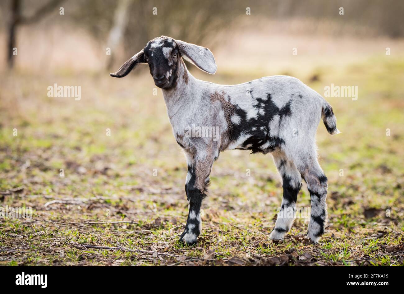 Small south african boer goat doeling portrait on nature Stock Photo ...
