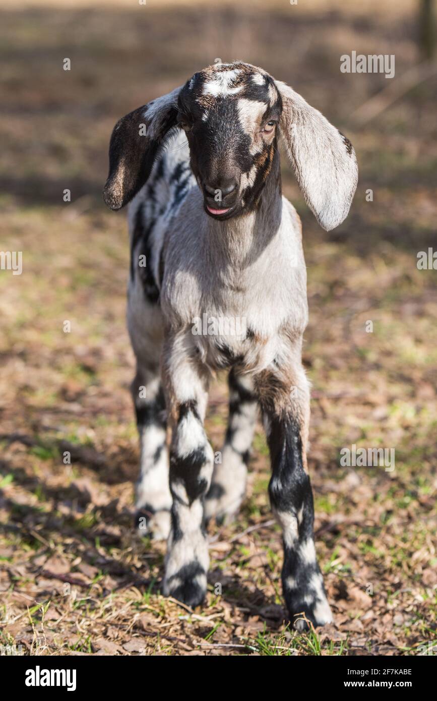 Small south african boer goat doeling portrait on nature Stock Photo ...