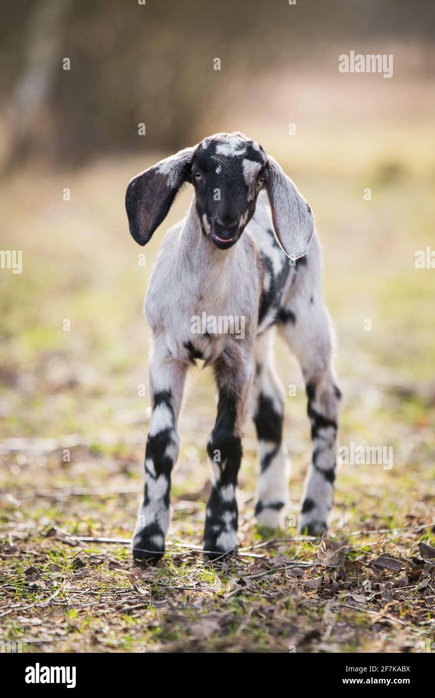 Small south african boer goat doeling portrait on nature Stock Photo ...