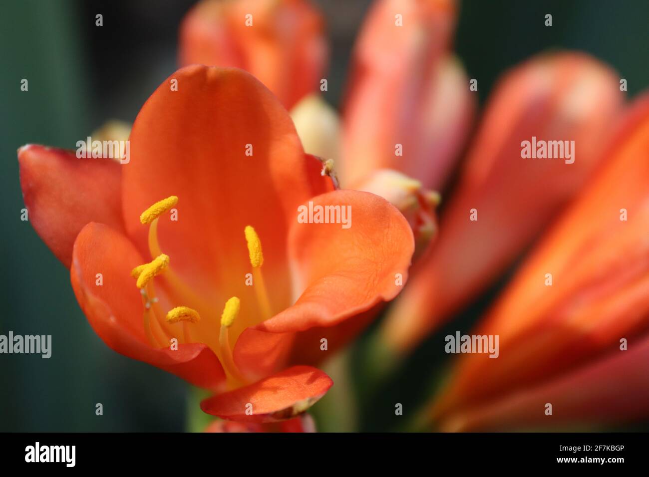 Bush Lily Clivia Miniata High Resolution Stock Photography and Images ...