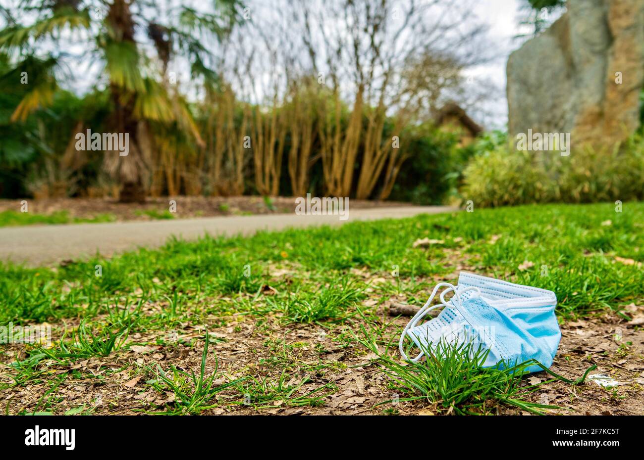 Single use blue plastic face mask littering the environment at Kew ...