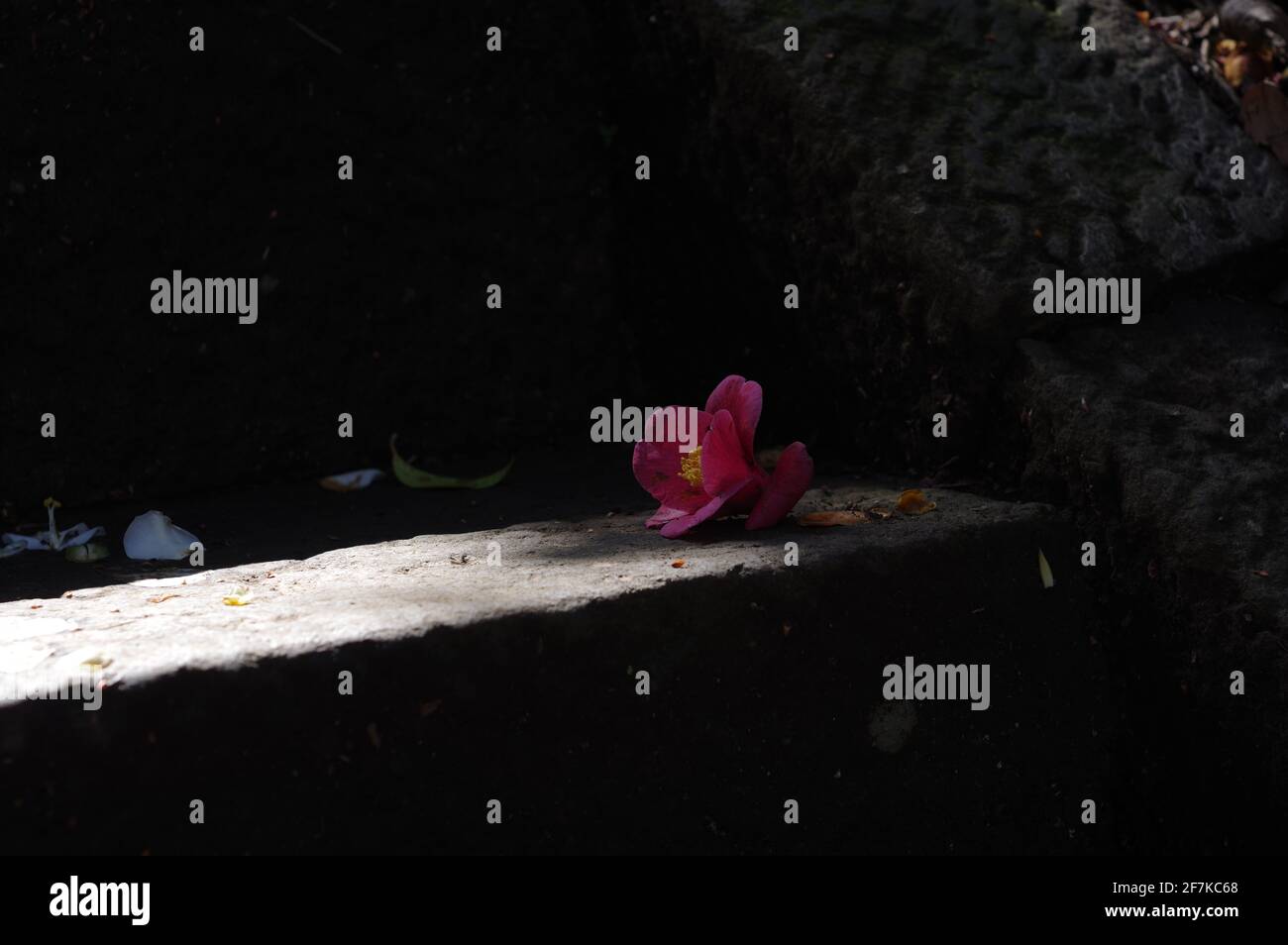 Silent spring hi-res stock photography and images - Alamy