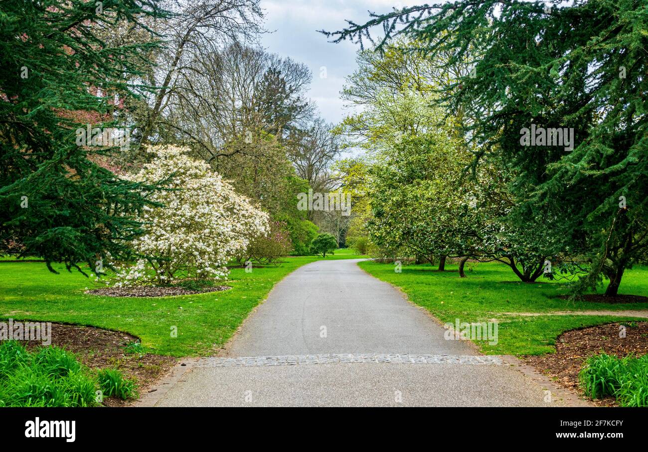 Path lined with trees through a landscaped public garden at Royal ...