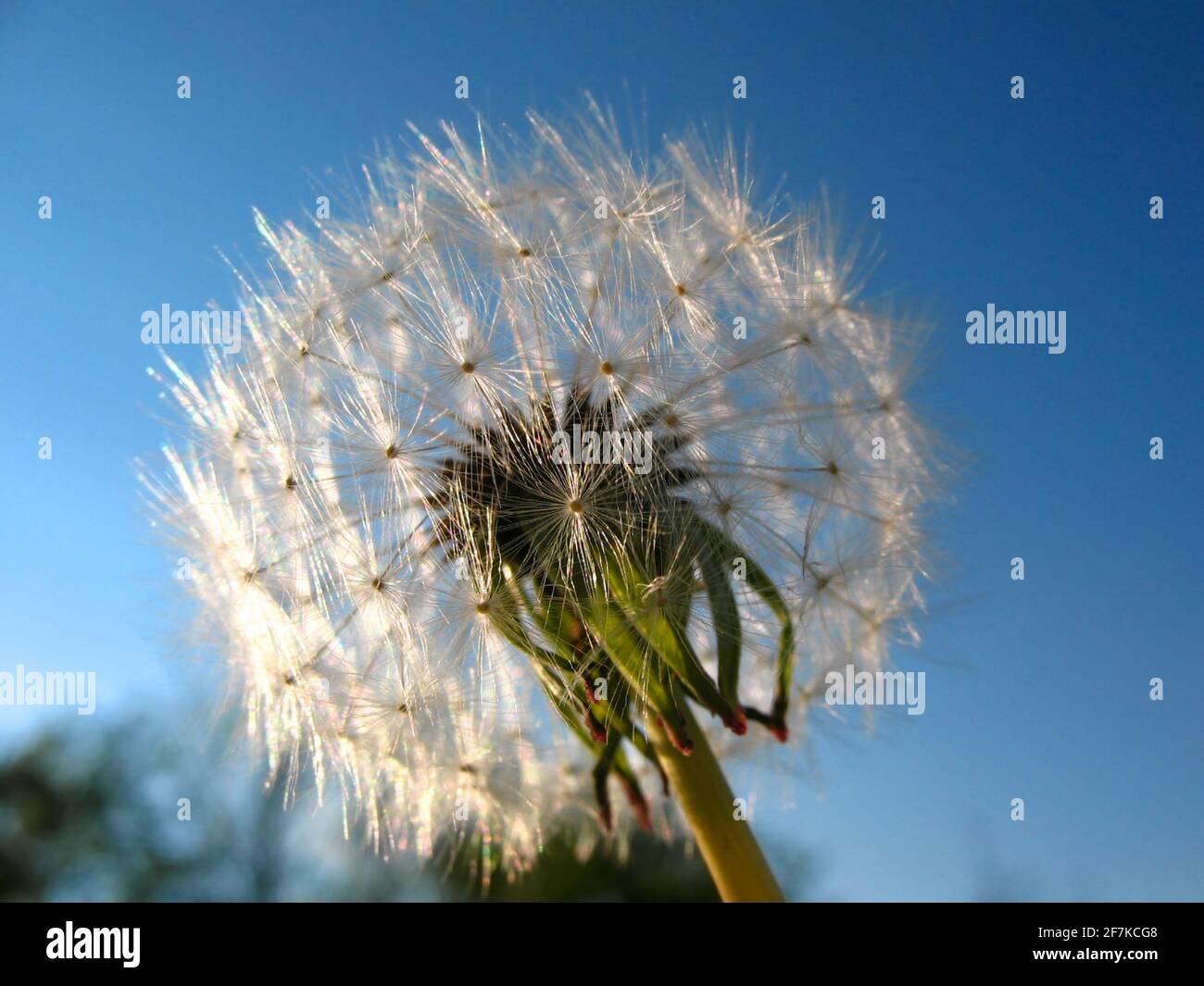 White Dandelion Flower Closeup, Macro Background. High quality photo ...