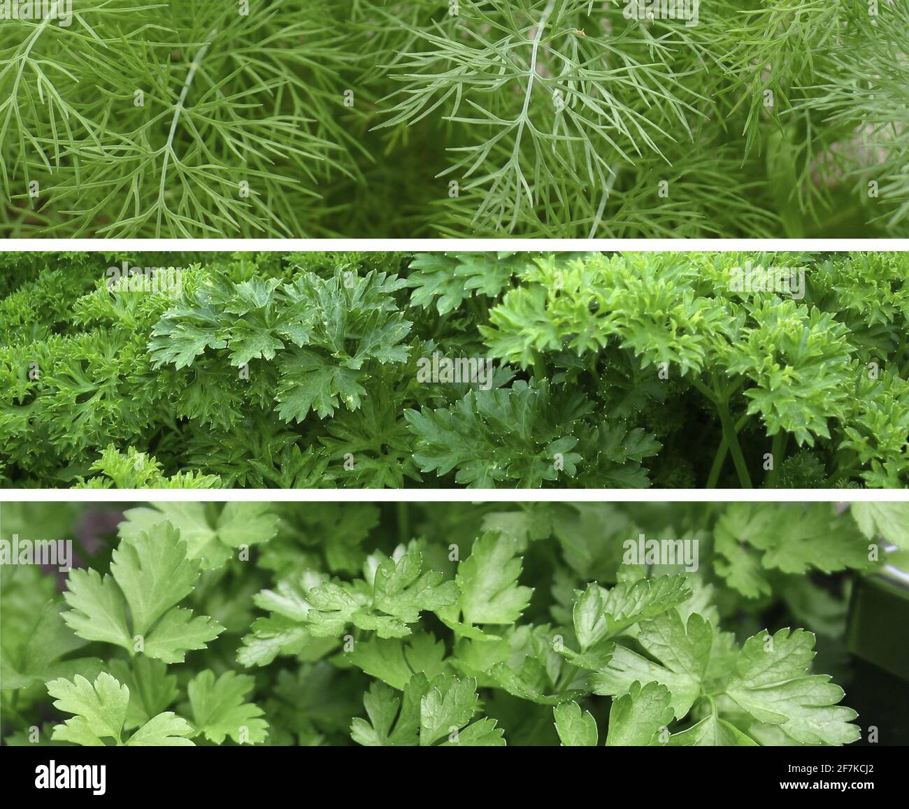 Parsley with dill on white background Stock Photo - Alamy