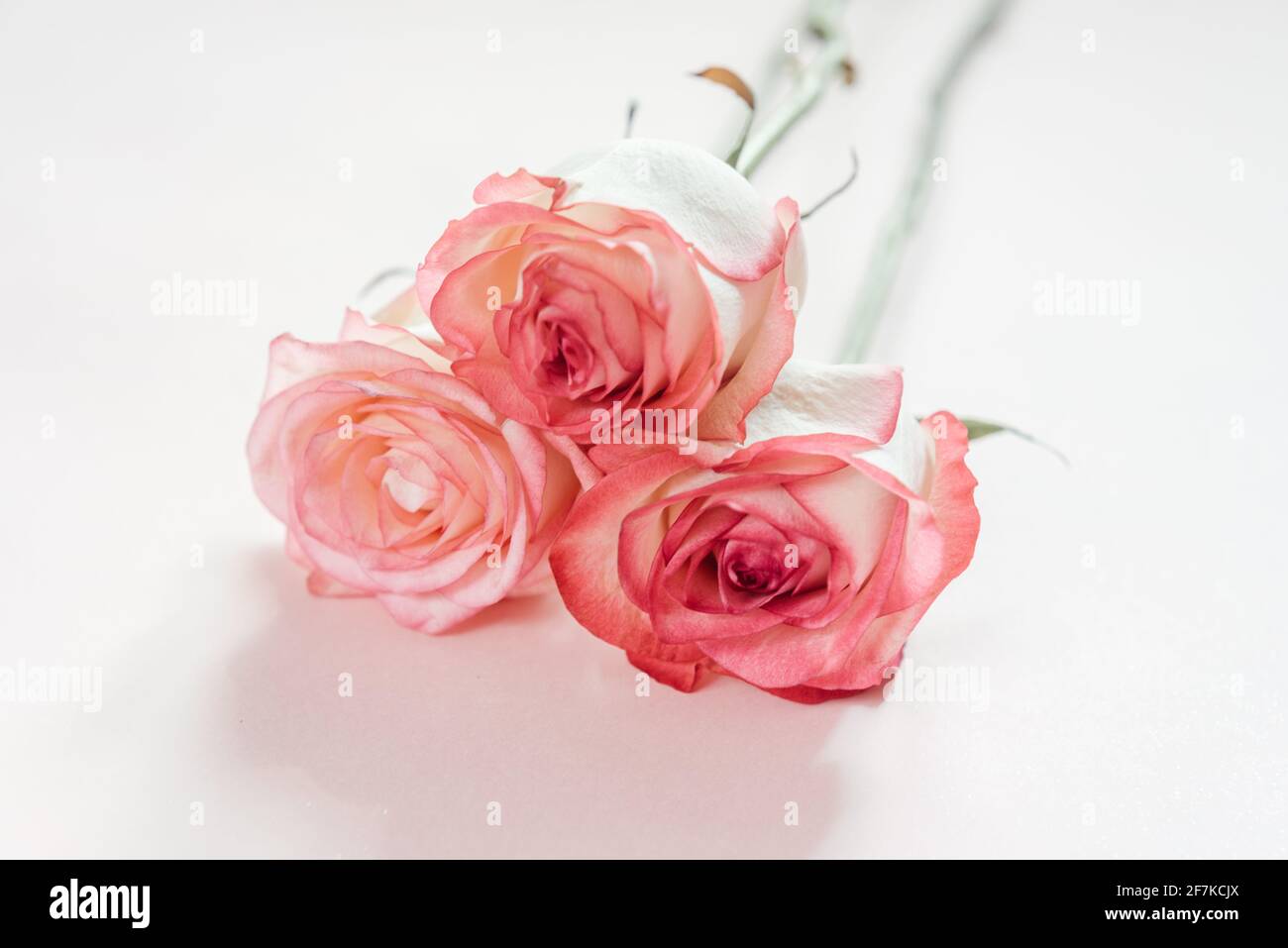 Pink peach rose flowers isolated on light pink background, wedding and ...