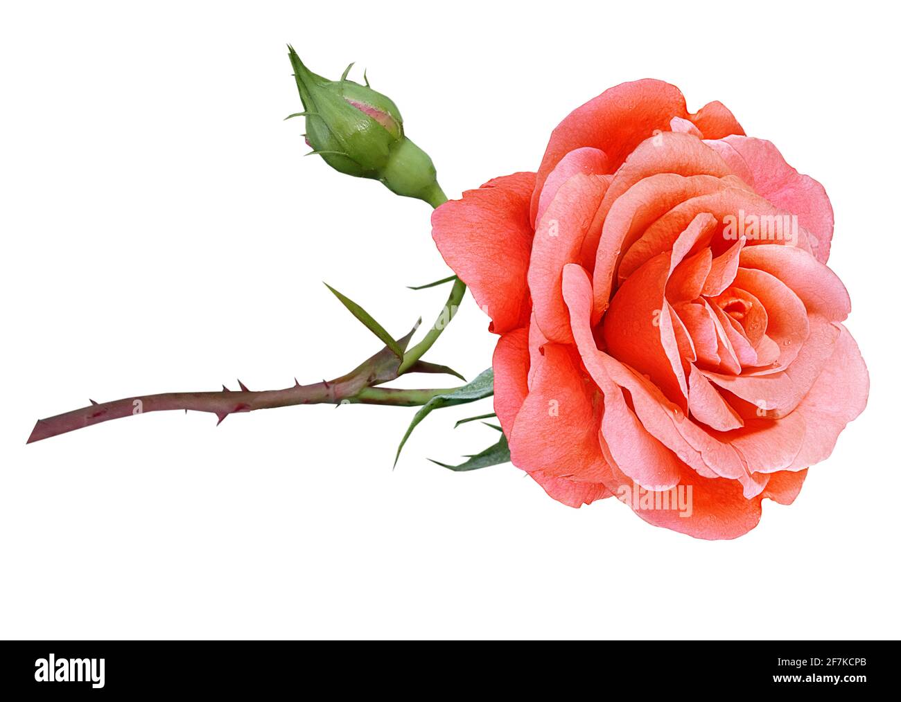 Roses isolated on white background Stock Photo - Alamy