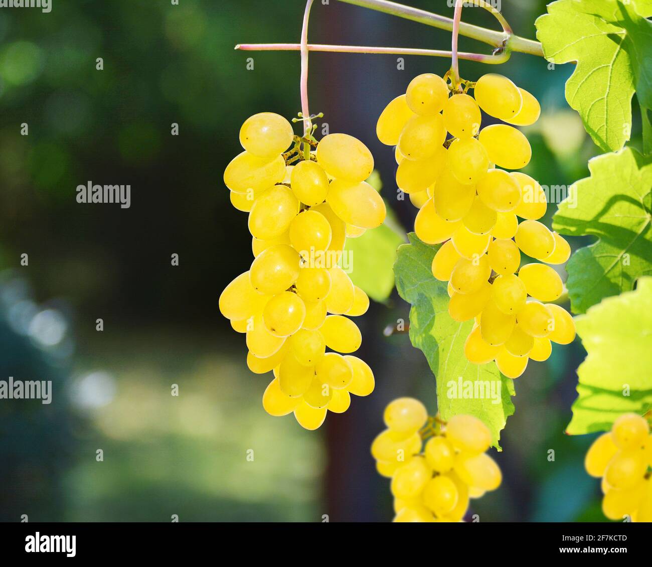 Fresh green grapes outdoors in the garden Stock Photo - Alamy