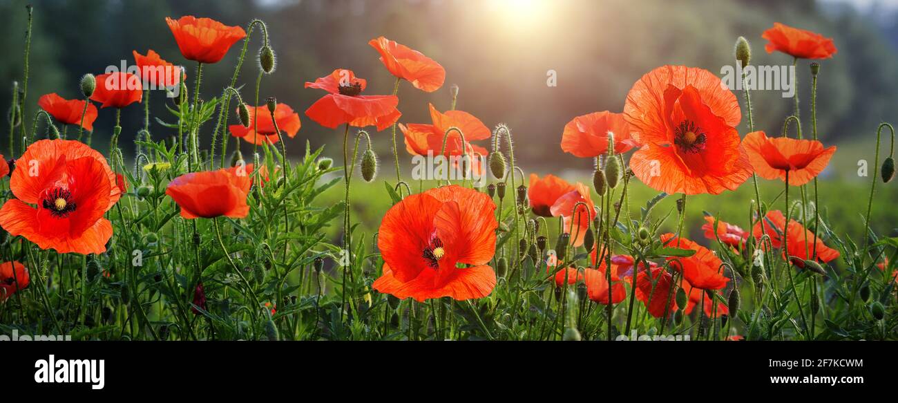 Poppy field spring landscape hi-res stock photography and images - Alamy