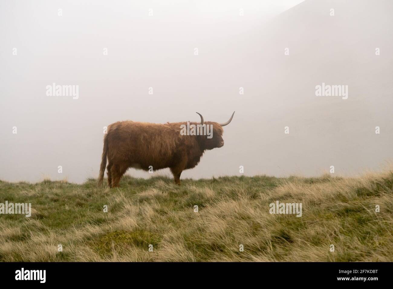 Highland cow on hill hi-res stock photography and images - Alamy