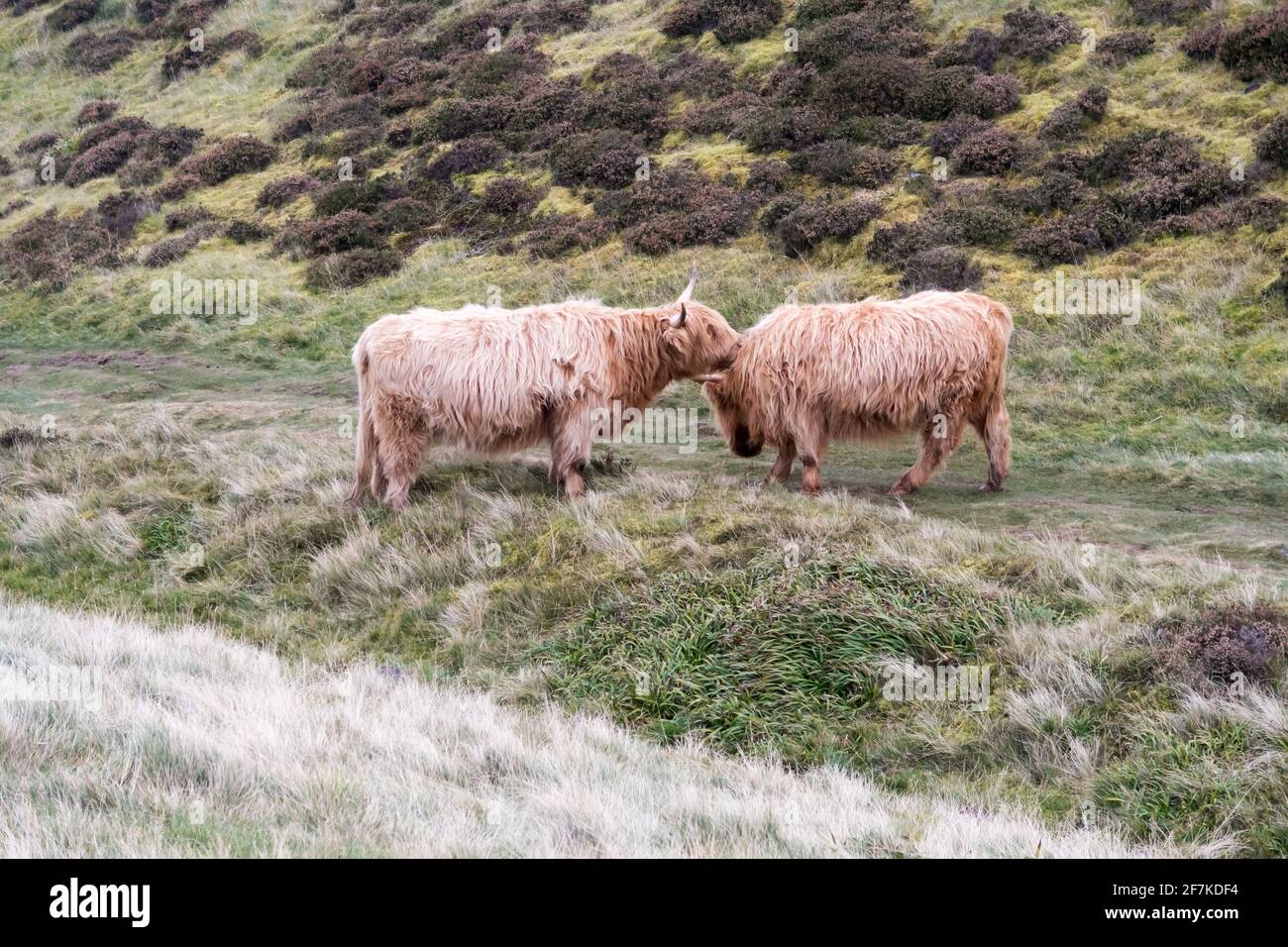 Highland cows licking each other in an exchange of affection Stock ...