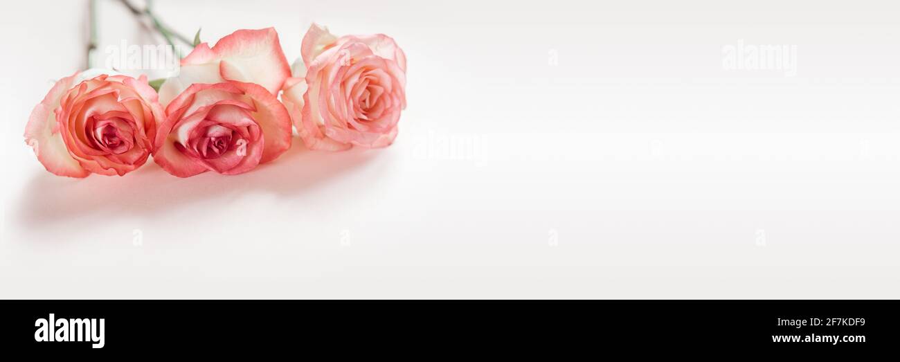 Pink peach rose flowers isolated on light pink background, wedding and ...