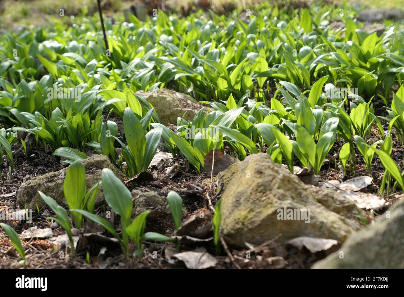 Bear's garlic Allium ursinum growing wild under trees. Wild garlic ...