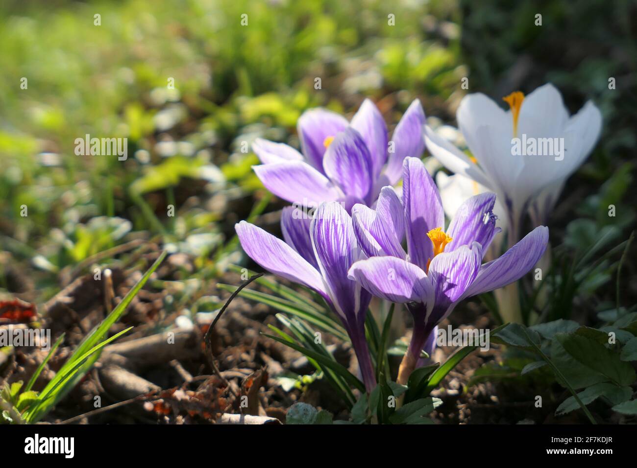 Beautiful purple crocus flowers growing in forest. First flower signs ...