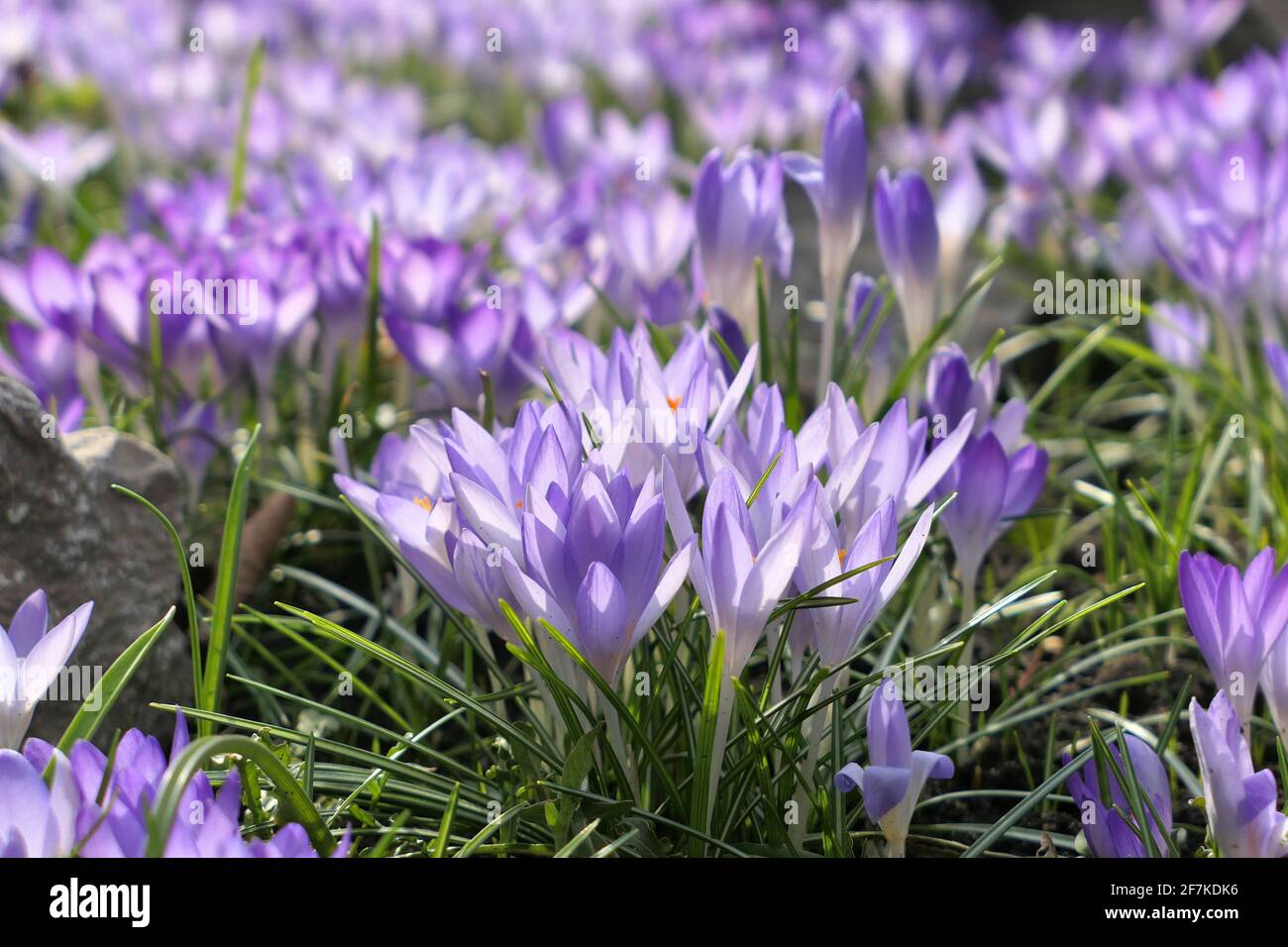 Purple crocus flowers meadow. First flower signs of spring Stock Photo ...