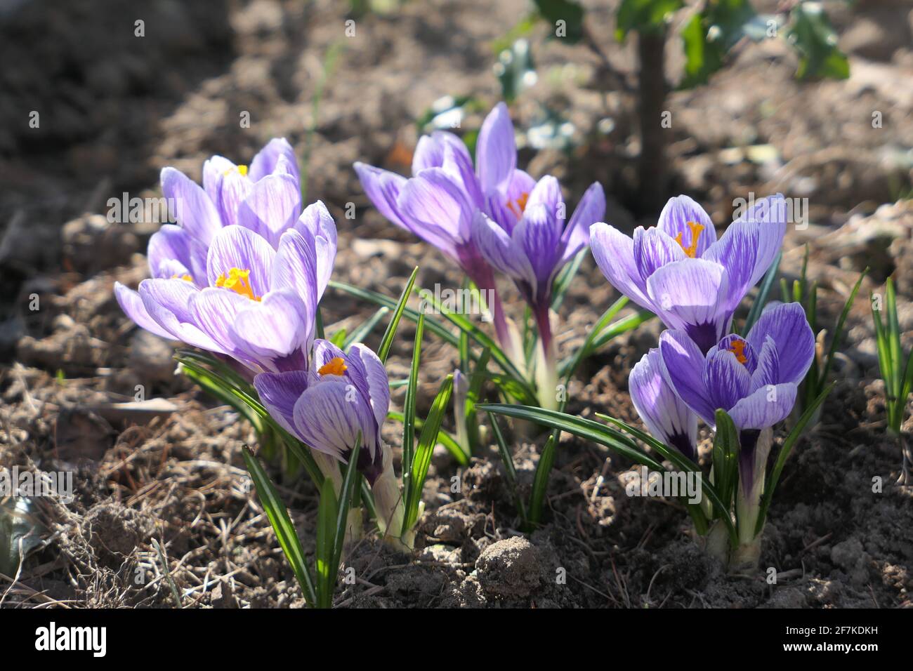 Purple crocus flowers. First flower signs of spring Stock Photo - Alamy