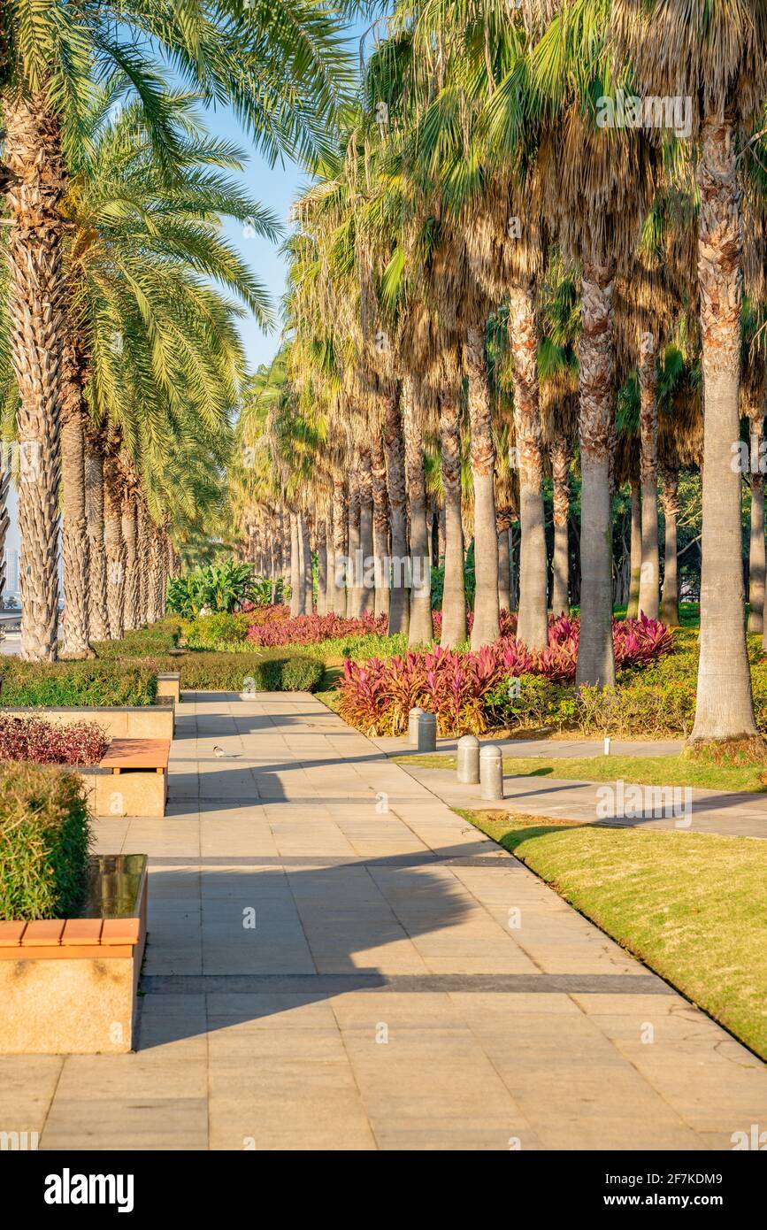 The coconut trees in a city park in Xiamen, China Stock Photo - Alamy