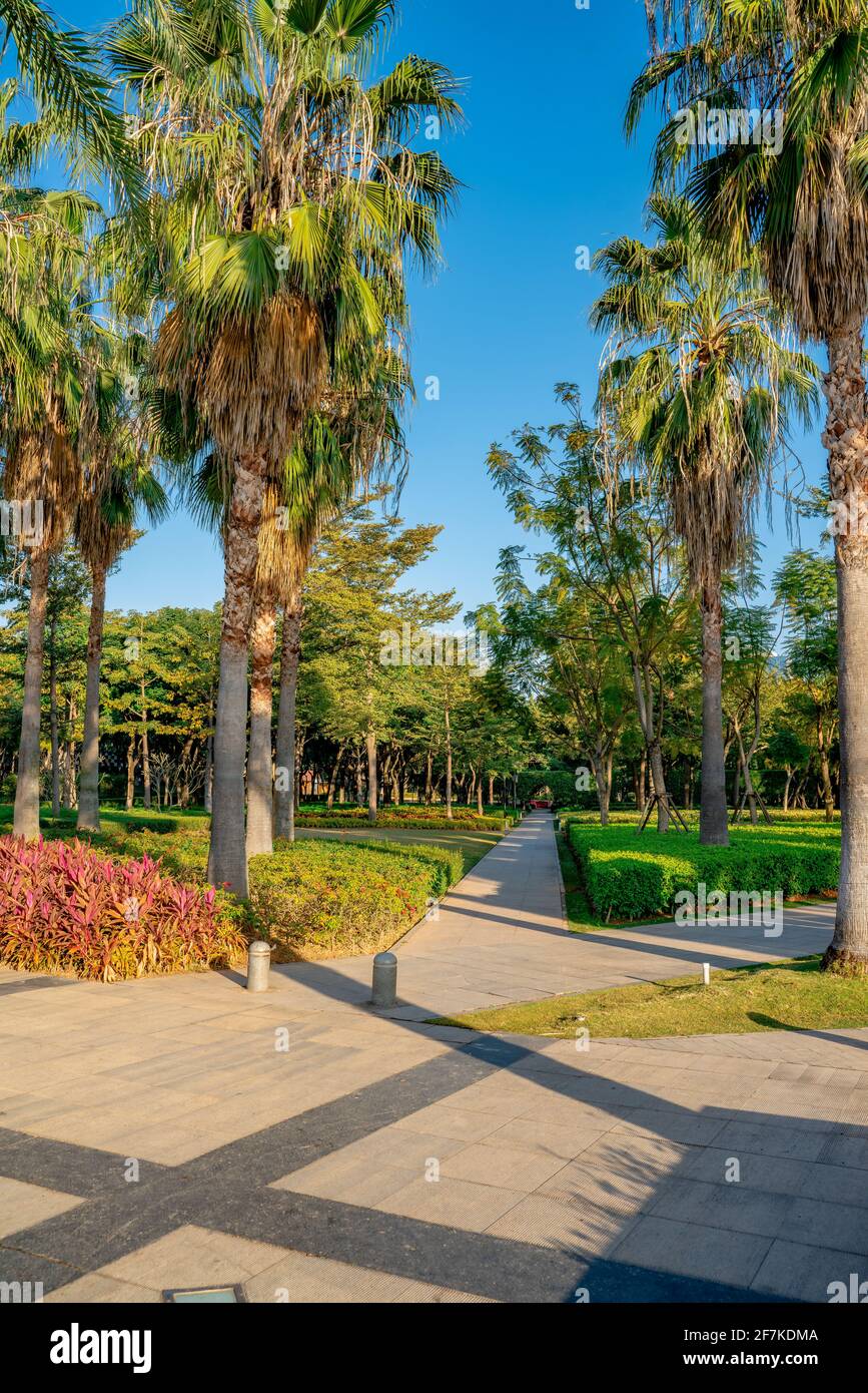The coconut trees in a city park in Xiamen, China Stock Photo - Alamy