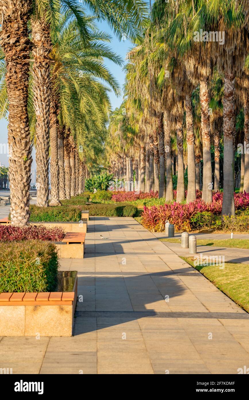 The coconut trees in a city park in Xiamen, China Stock Photo - Alamy