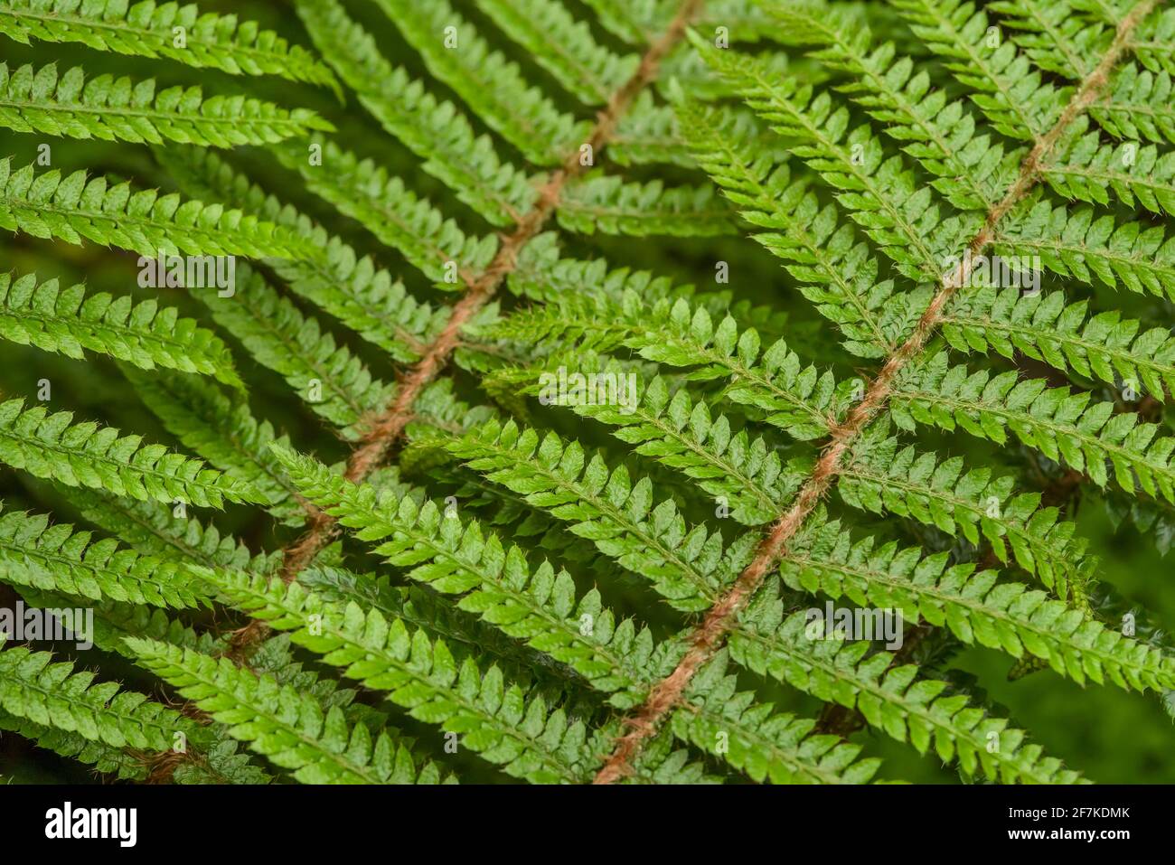 Green fern plants in nature. Fern plants in the forest. Fresh green ...