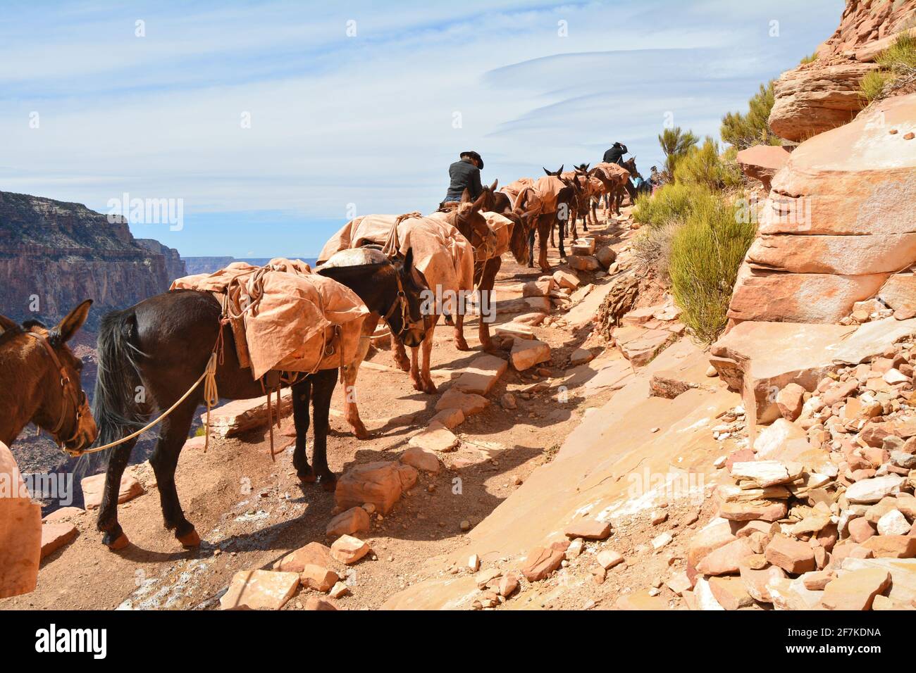 Cowboy from mule train hi-res stock photography and images - Alamy