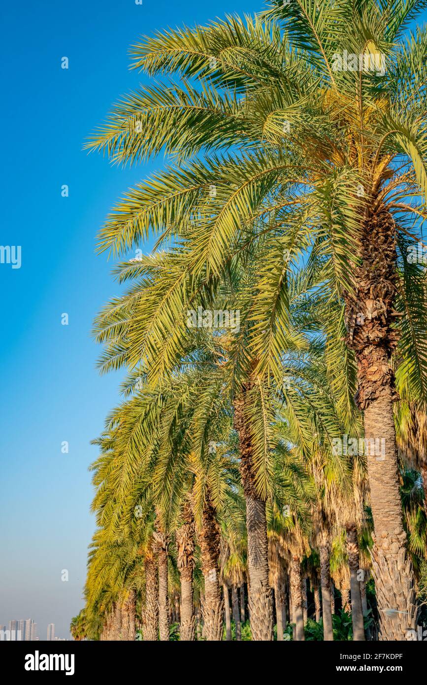 The coconut trees in a city park in Xiamen, China Stock Photo - Alamy
