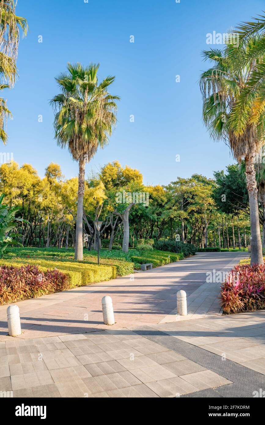 The coconut trees in a city park in Xiamen, China Stock Photo - Alamy