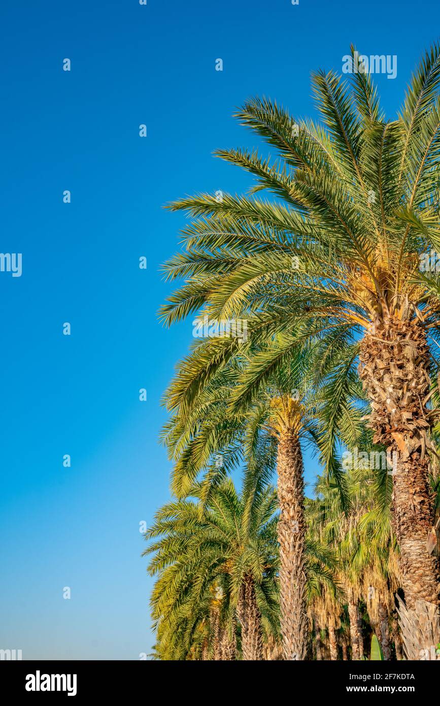 The coconut trees in a city park in Xiamen, China Stock Photo - Alamy